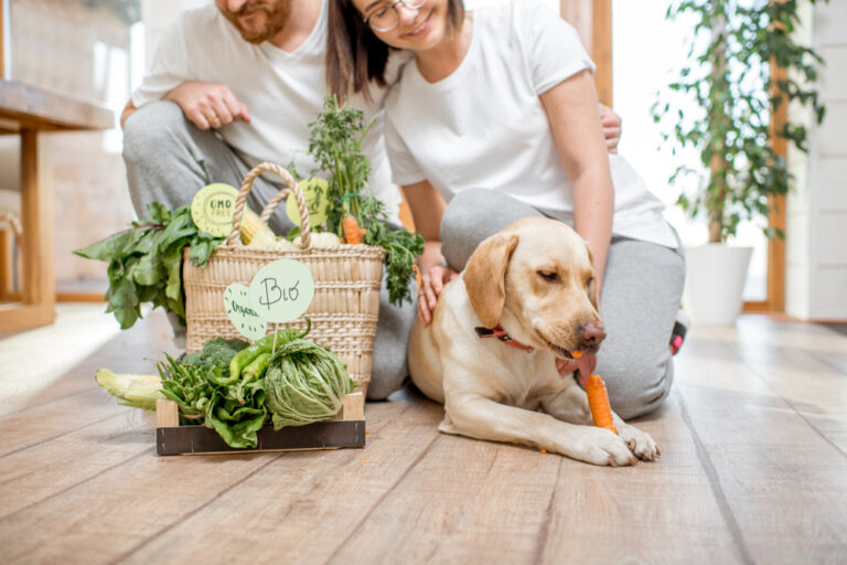 Une box sur mesure pour chien, comment choisir et pour quel intérêt ...